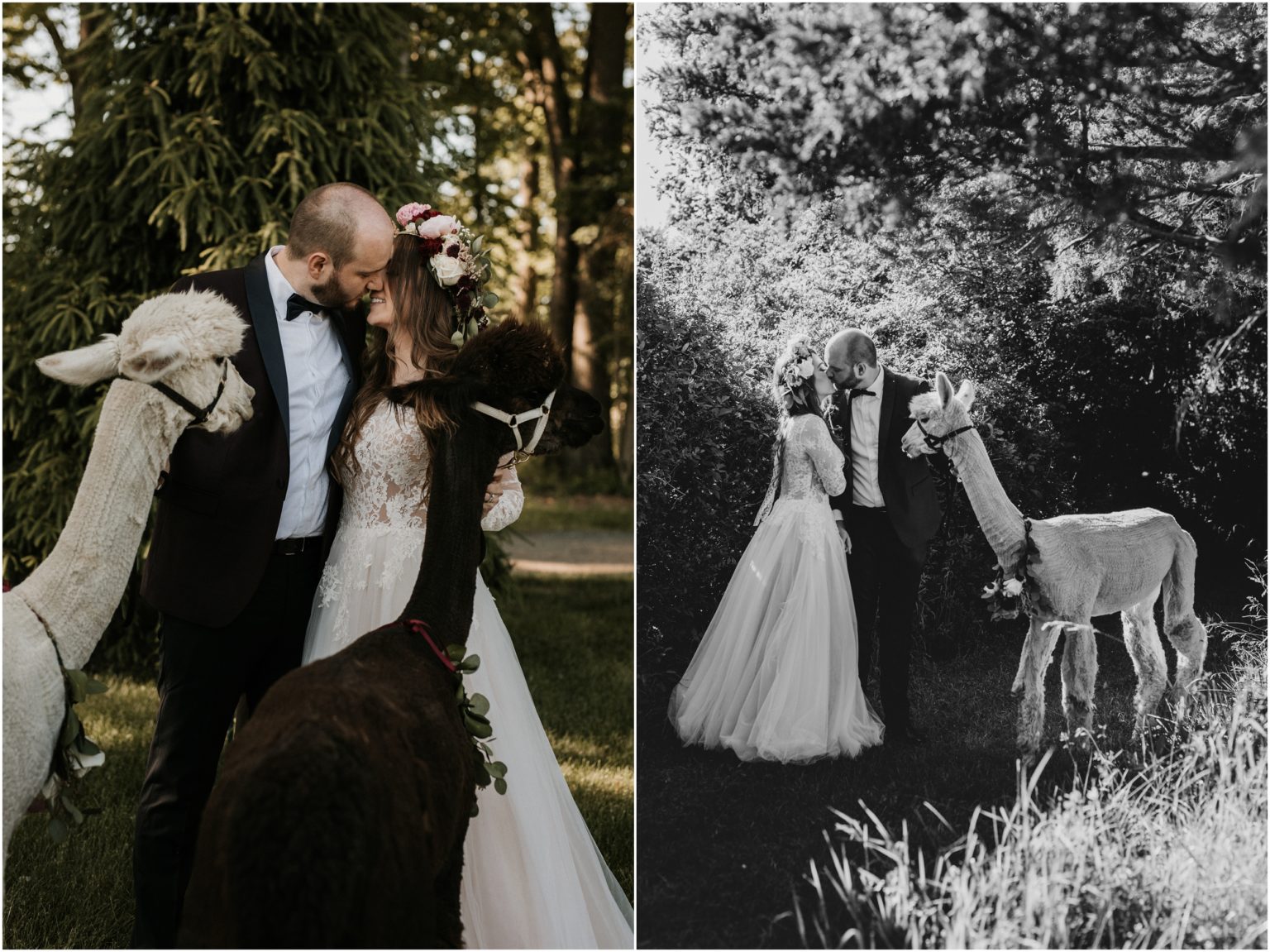 Summer Bluebird Farm Alpacas Anniversary Session, Peapack NJ | Beata ...